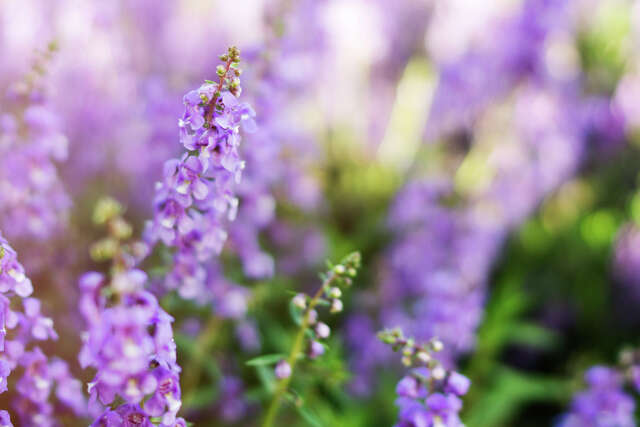 6 stellar lavender farms in Texas to visit right now