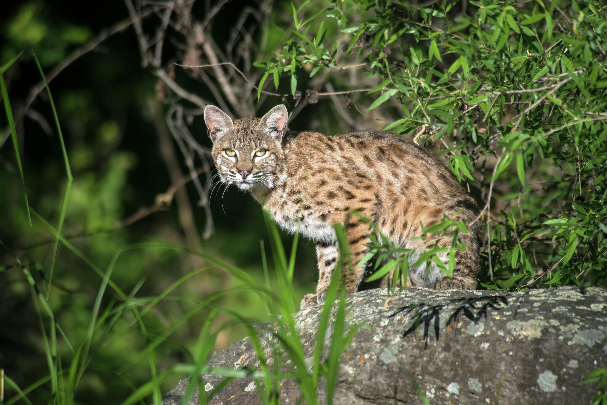 Police provide safety tips after Hill Country bobcat sighting