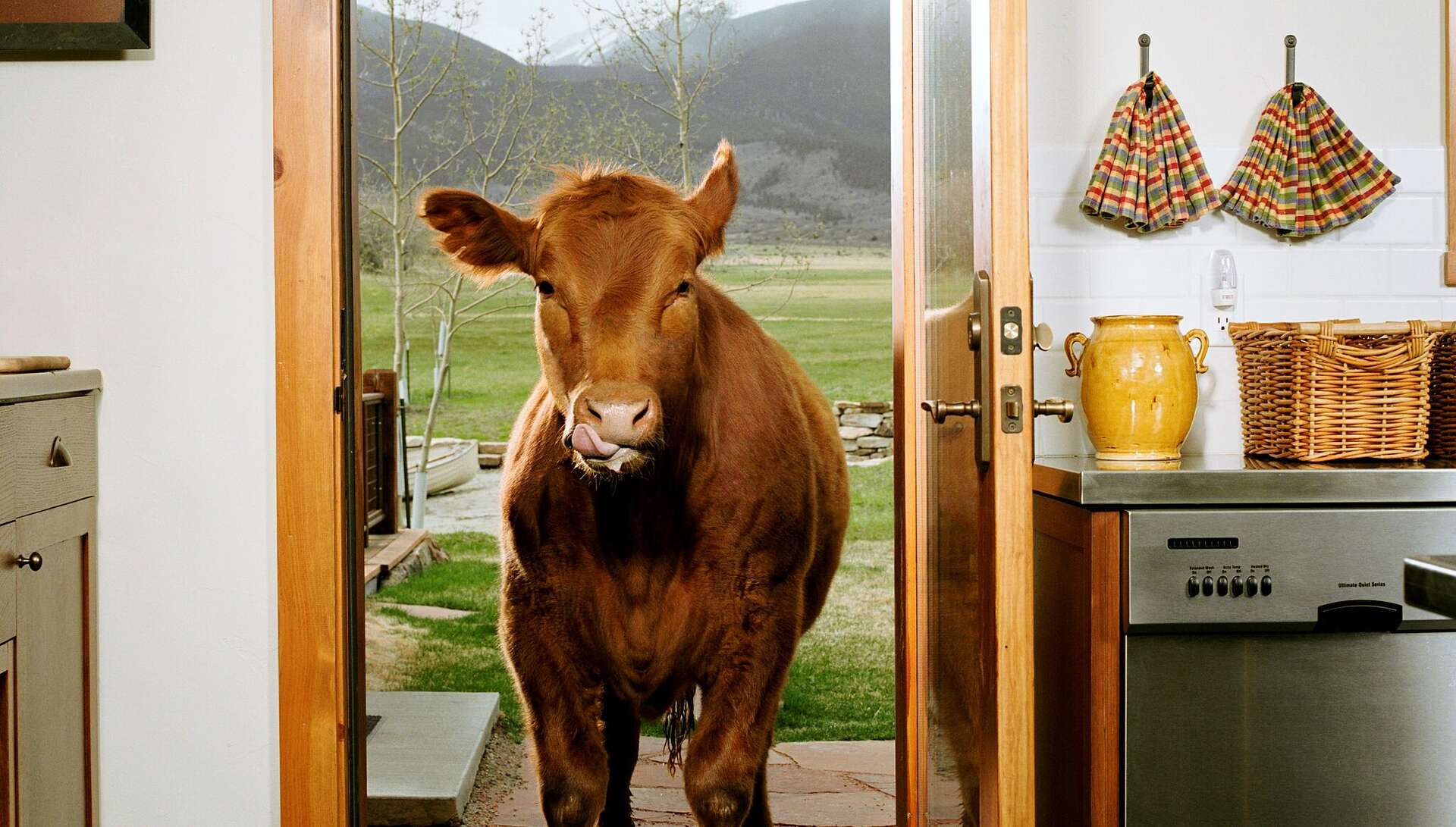 Video: Door cam captures lost cows taking over Houston neighborhood