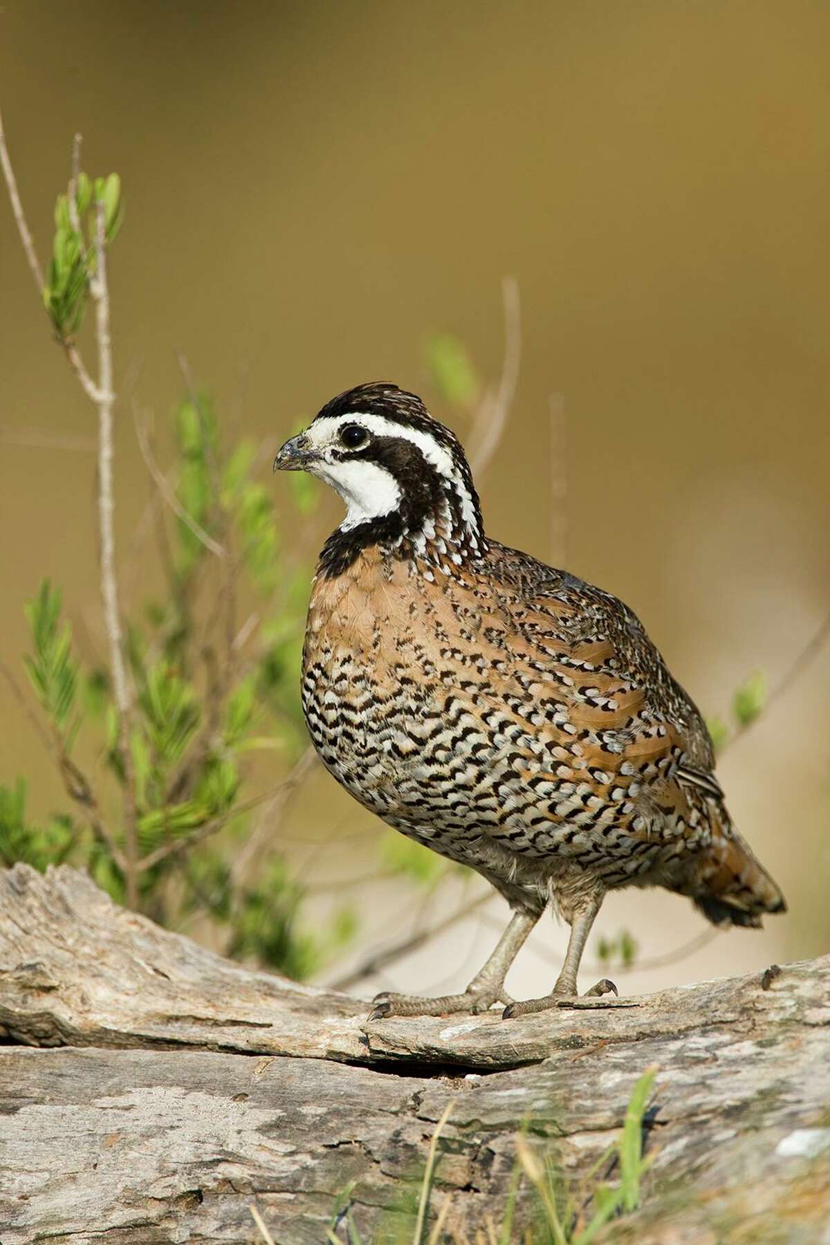 The bobwhite quail, once plenitful in Houston, is vanishing