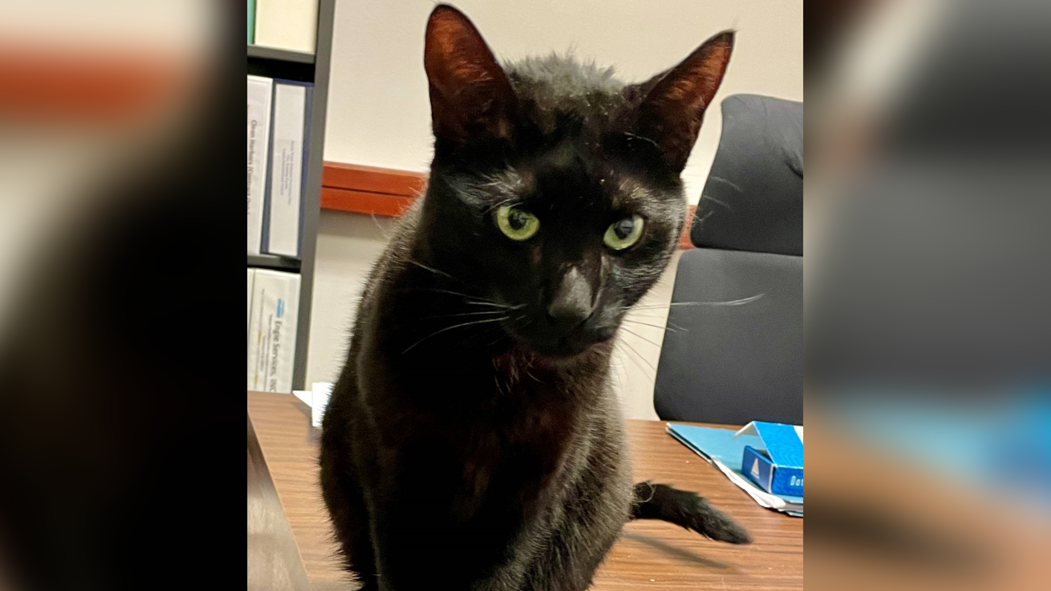 Cat named Rowdy found three weeks after escaping kennel at airport