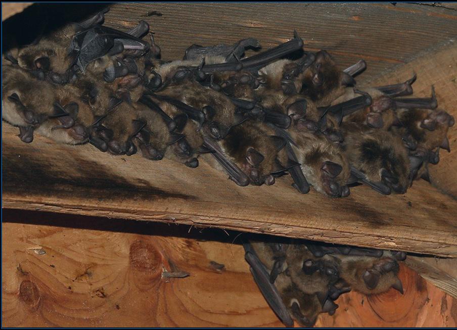 Have you seen a bat? Officials seek help tracking CT’s dwindling bat ...