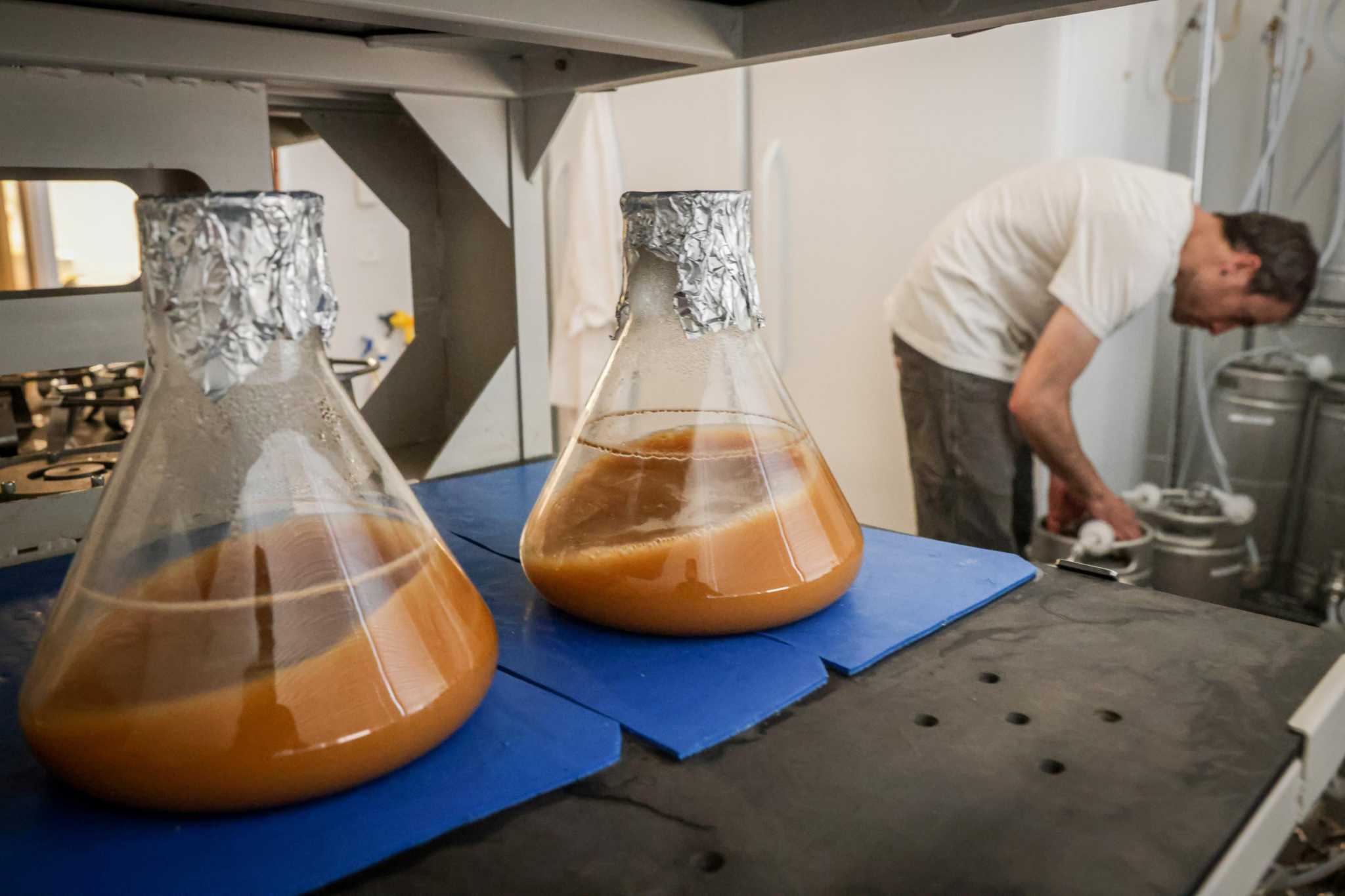 The secret behind the Bay Area’s most popular tropical beers: GMO yeast