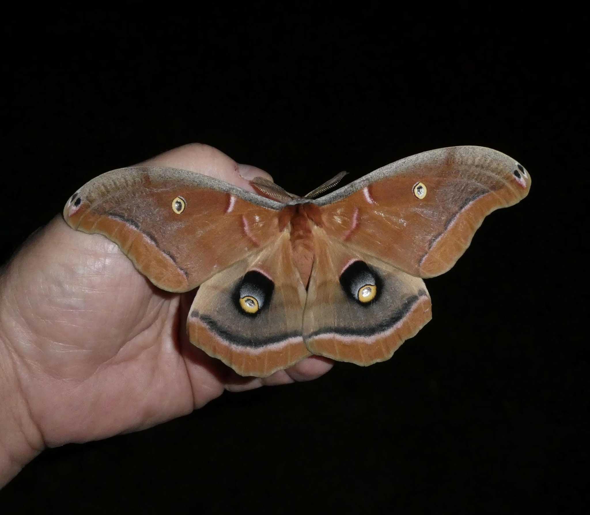 Robert Miller: Celebrating — and studying — moths, from the drab to the ...