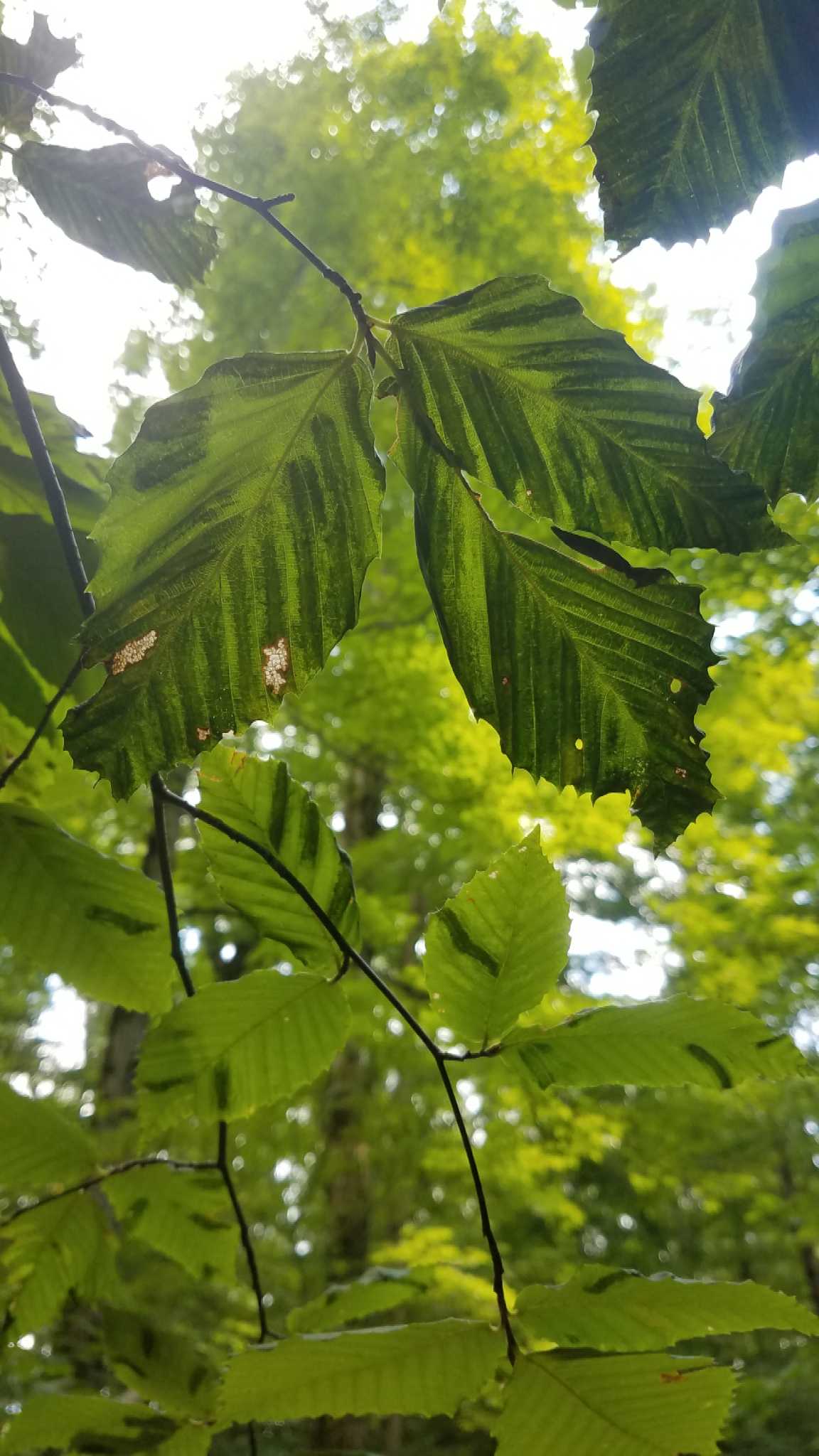 State says beech trees across New York now at major risk due to new disease