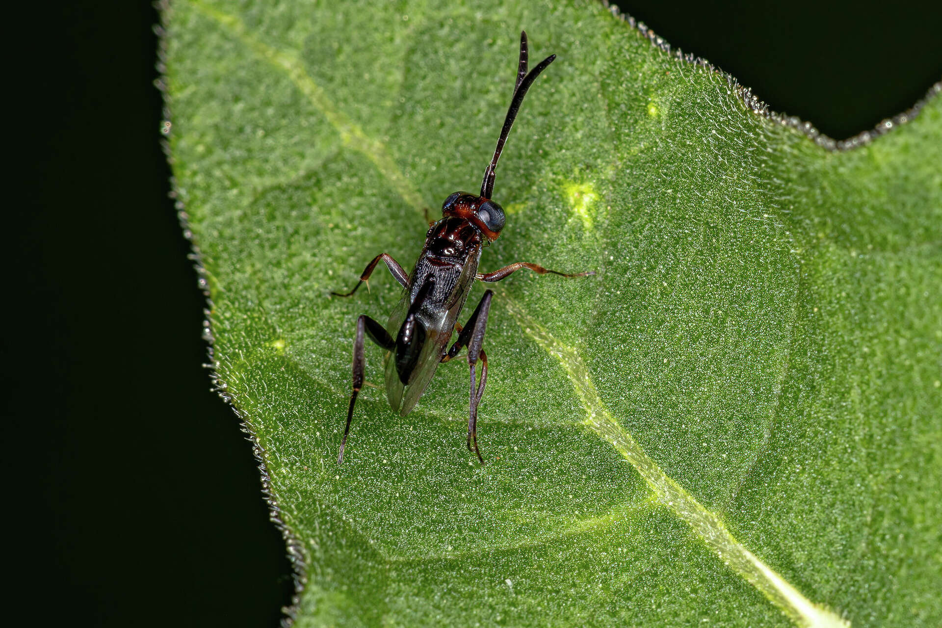 Ensign wasps vs. mud daubers: how to tell the difference