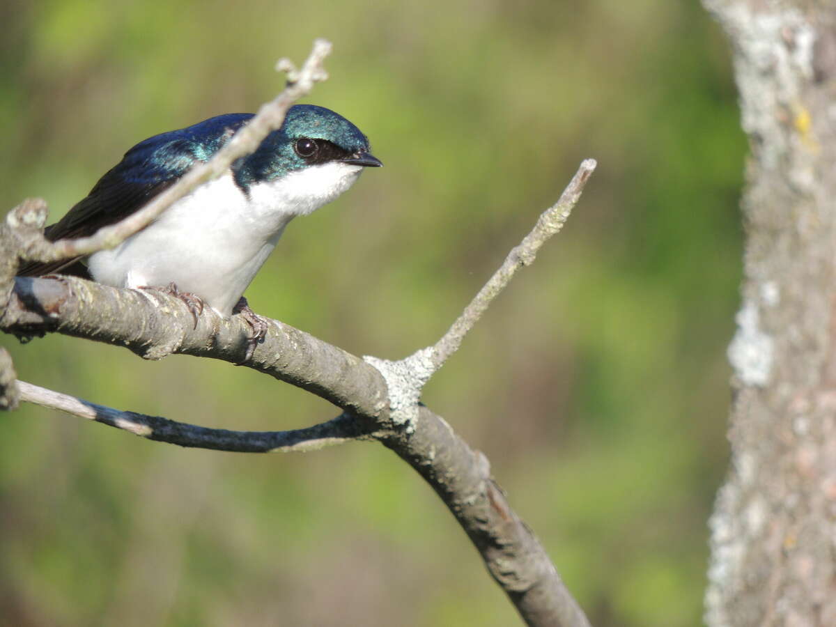 Wildlife Wednesday: Tree swallows