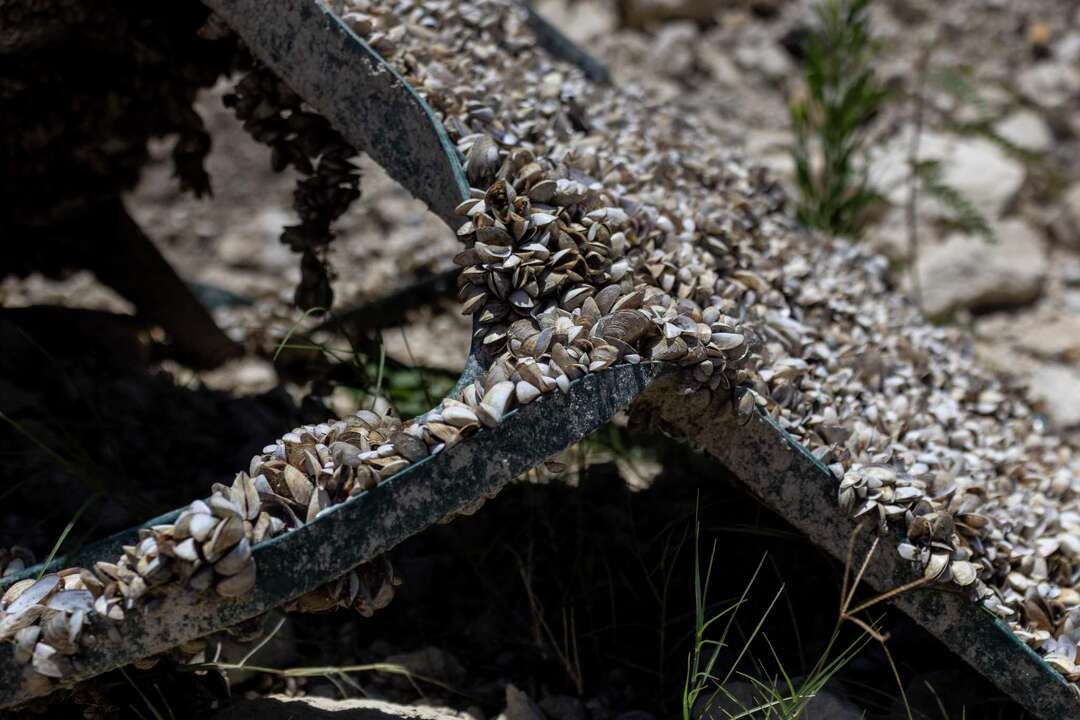 How tiny zebra mussels are causing big problems in Texas lakes