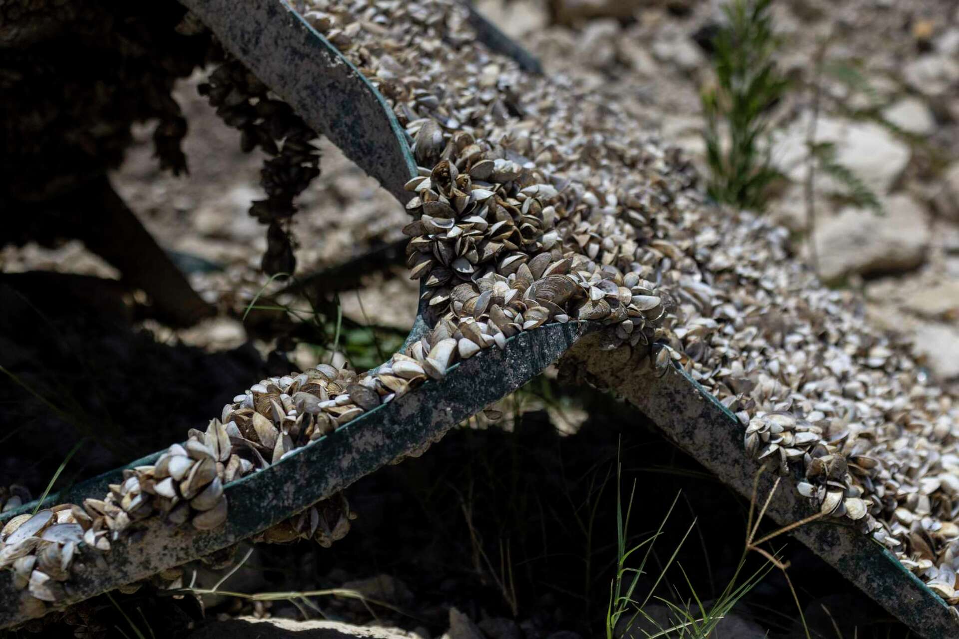How tiny zebra mussels are causing big problems in Texas lakes