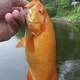 Angler hooks rare 'golden' smallmouth bass on Michigan river. Rare ...