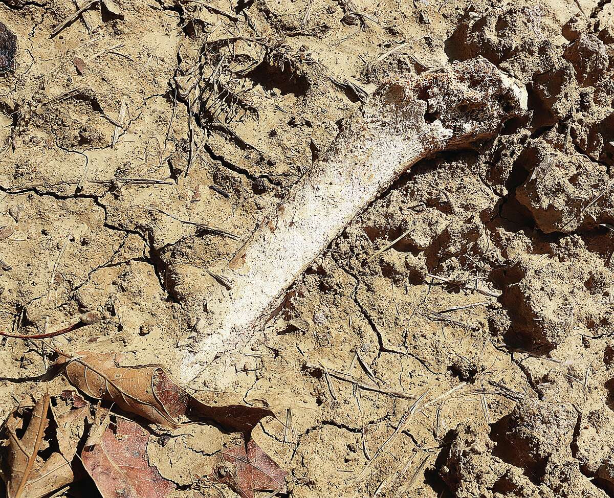 Groundhogs damage Alton graves