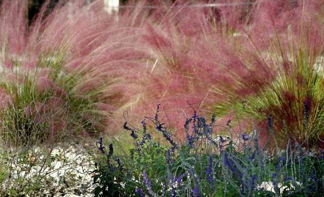 Here’s our guide to Houston’s best native plants