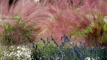 Here’s our guide to Houston’s best native plants