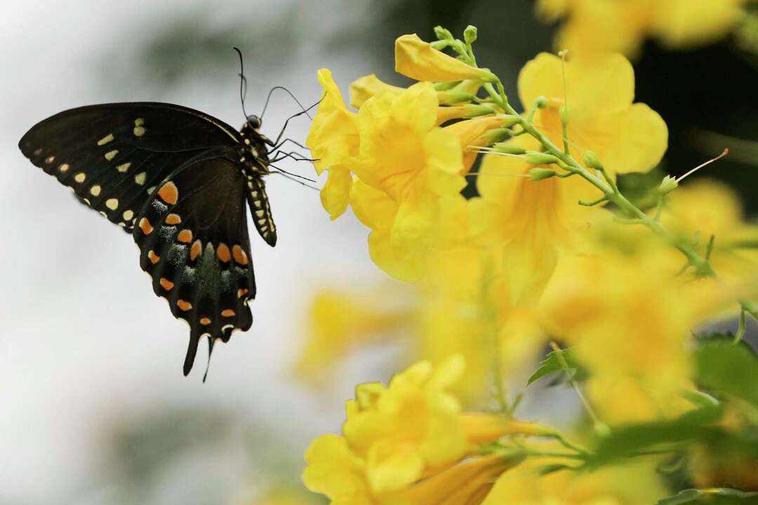 Here’s our guide to Houston’s best native plants