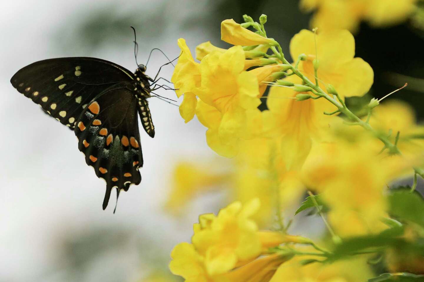 Here’s our guide to Houston’s best native plants