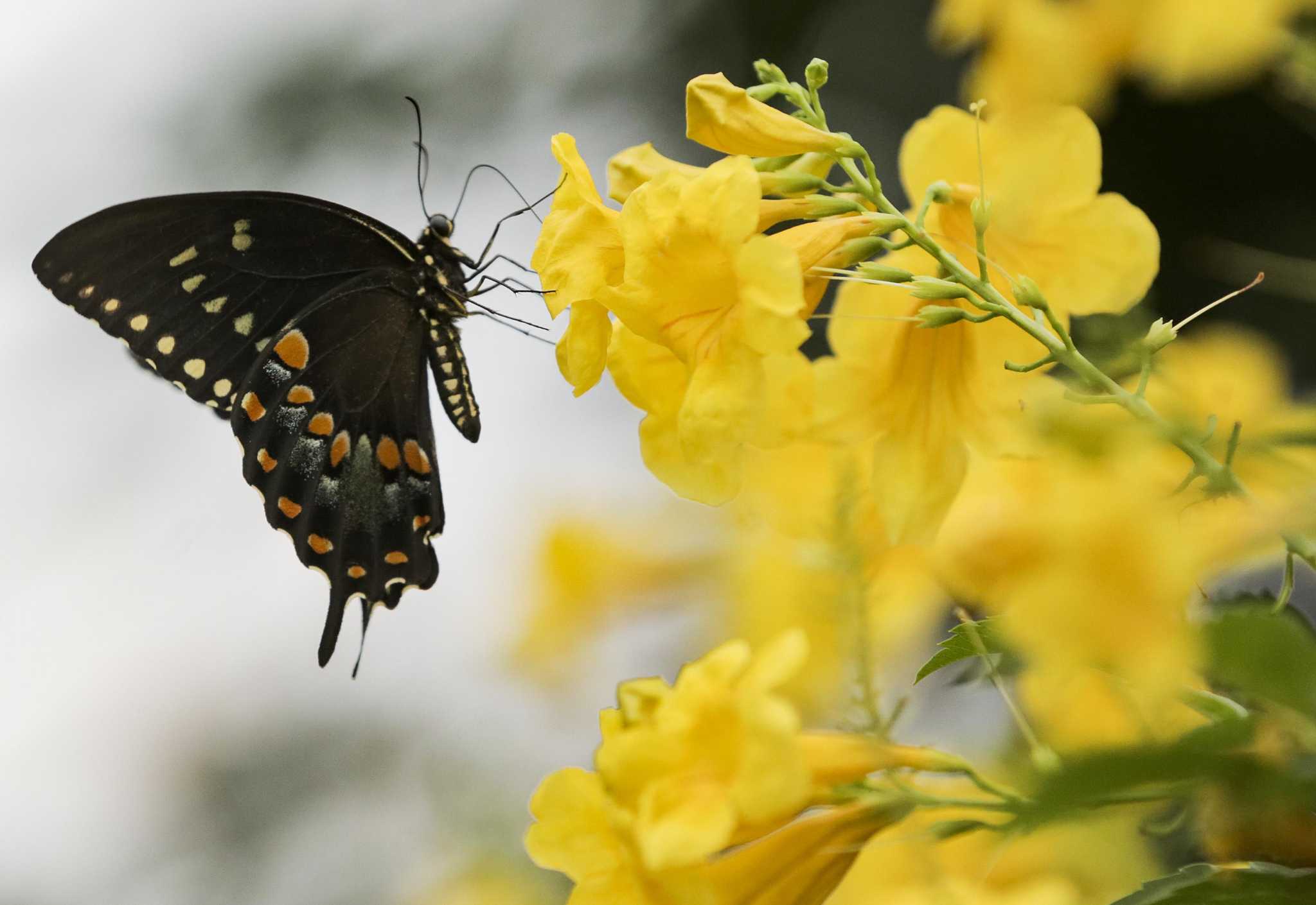 13 hardy plants for Houston summers