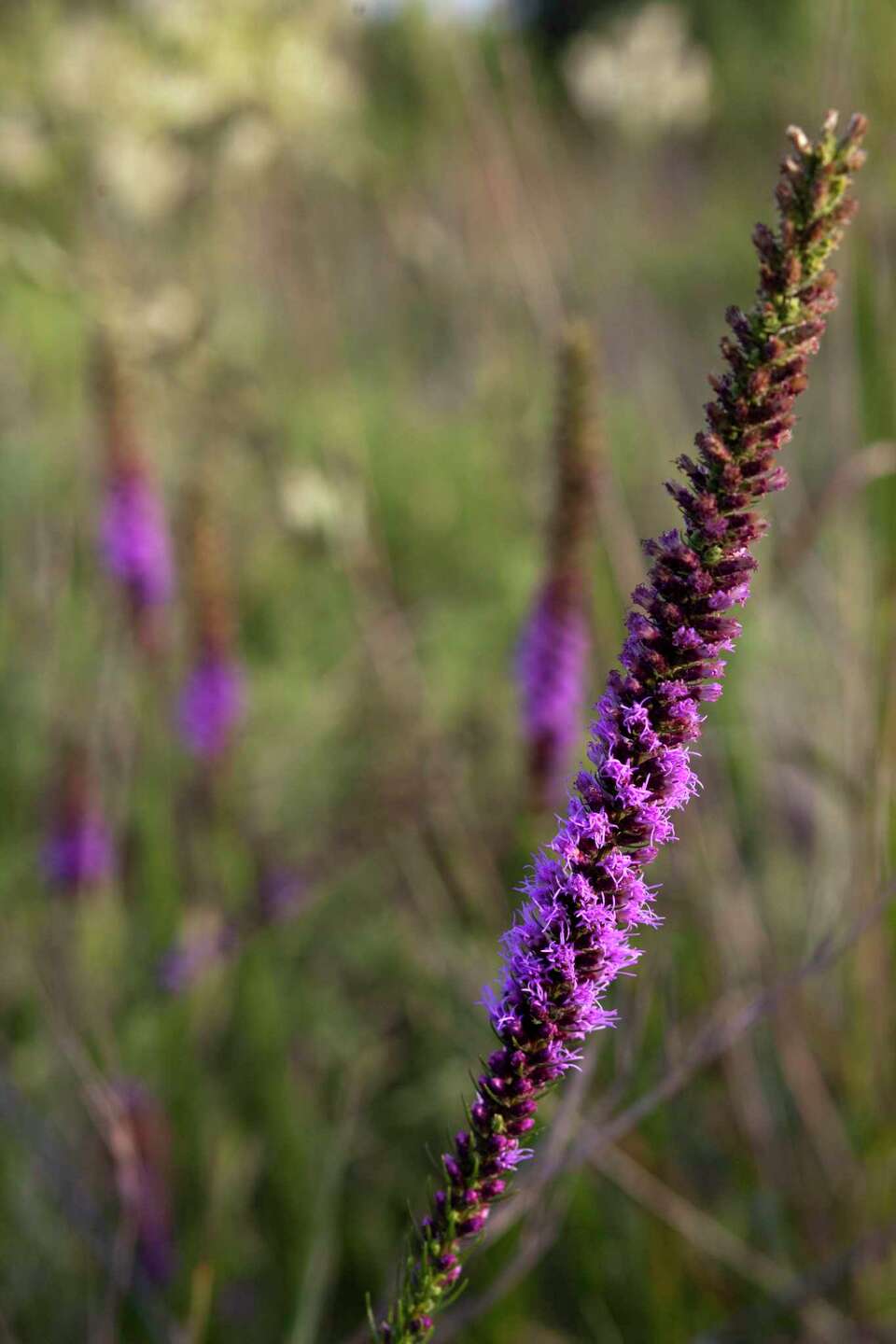 Here’s our guide to Houston’s best native plants