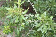 Here’s our guide to Houston’s best native plants