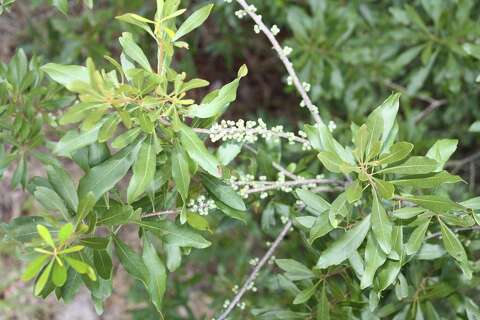 Here’s our guide to Houston’s best native plants