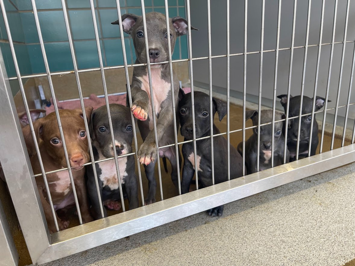 San Antonio Pets Alive loses A/C, fosters 'urgently' needed