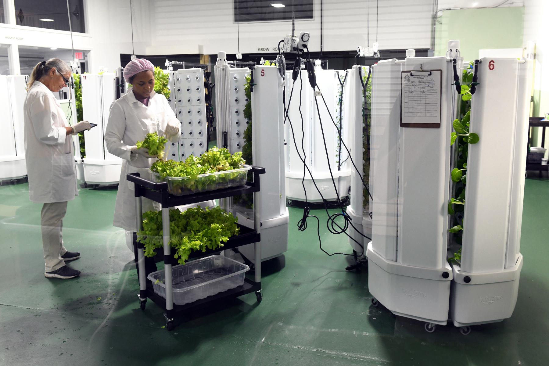 ‘This is the farming of the future:’ Stratford urban farm begins ...