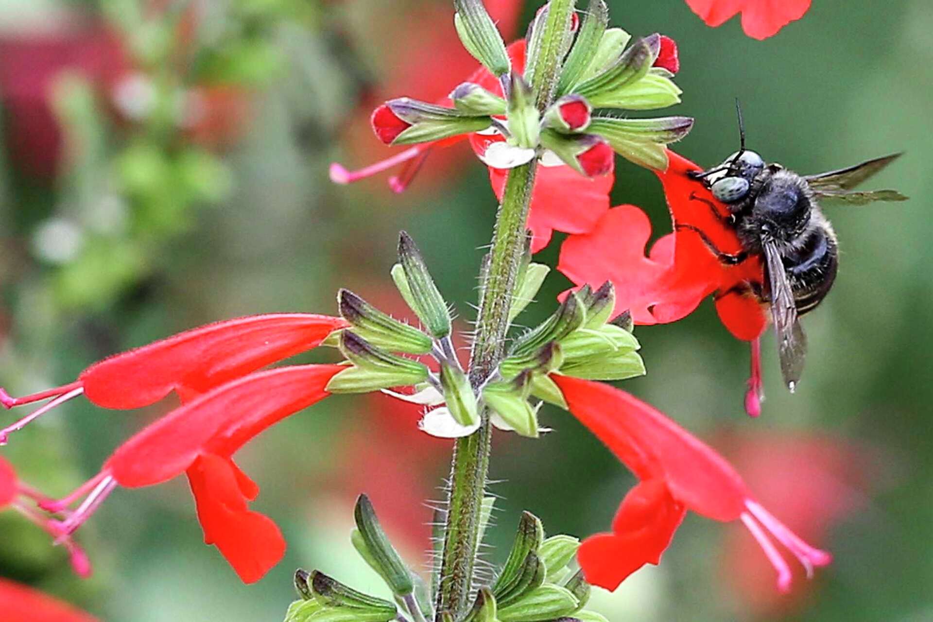 Matt Lanza discusses high Houston pollen counts, early spring arrival