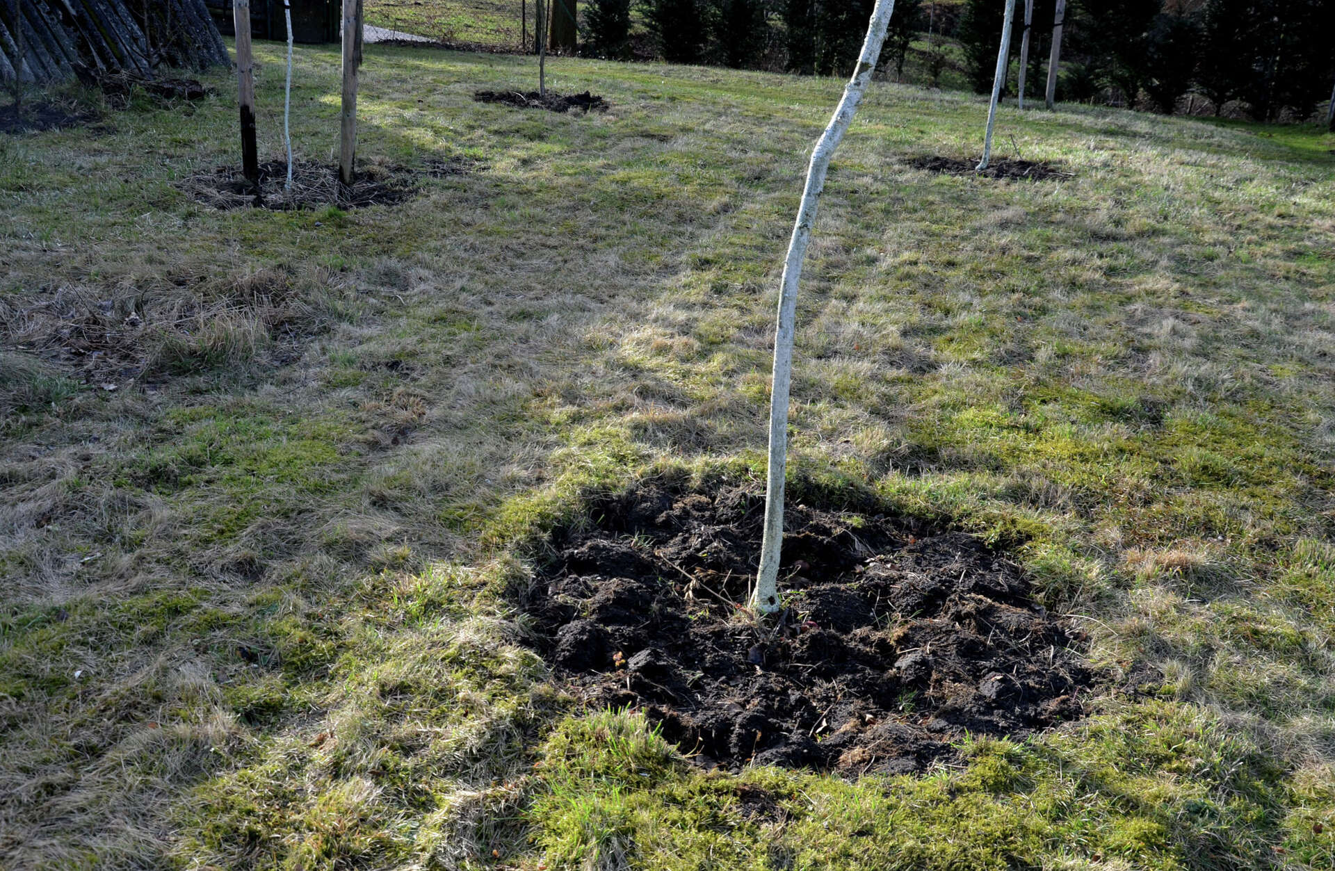 How to water young trees and keep them alive amid ongoing South Texas ...