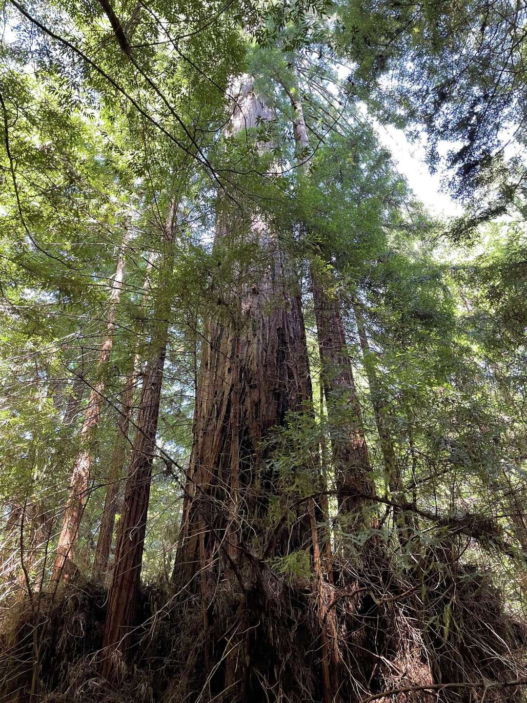 Group sues to halt logging near 2,000-year-old redwood on Russian River