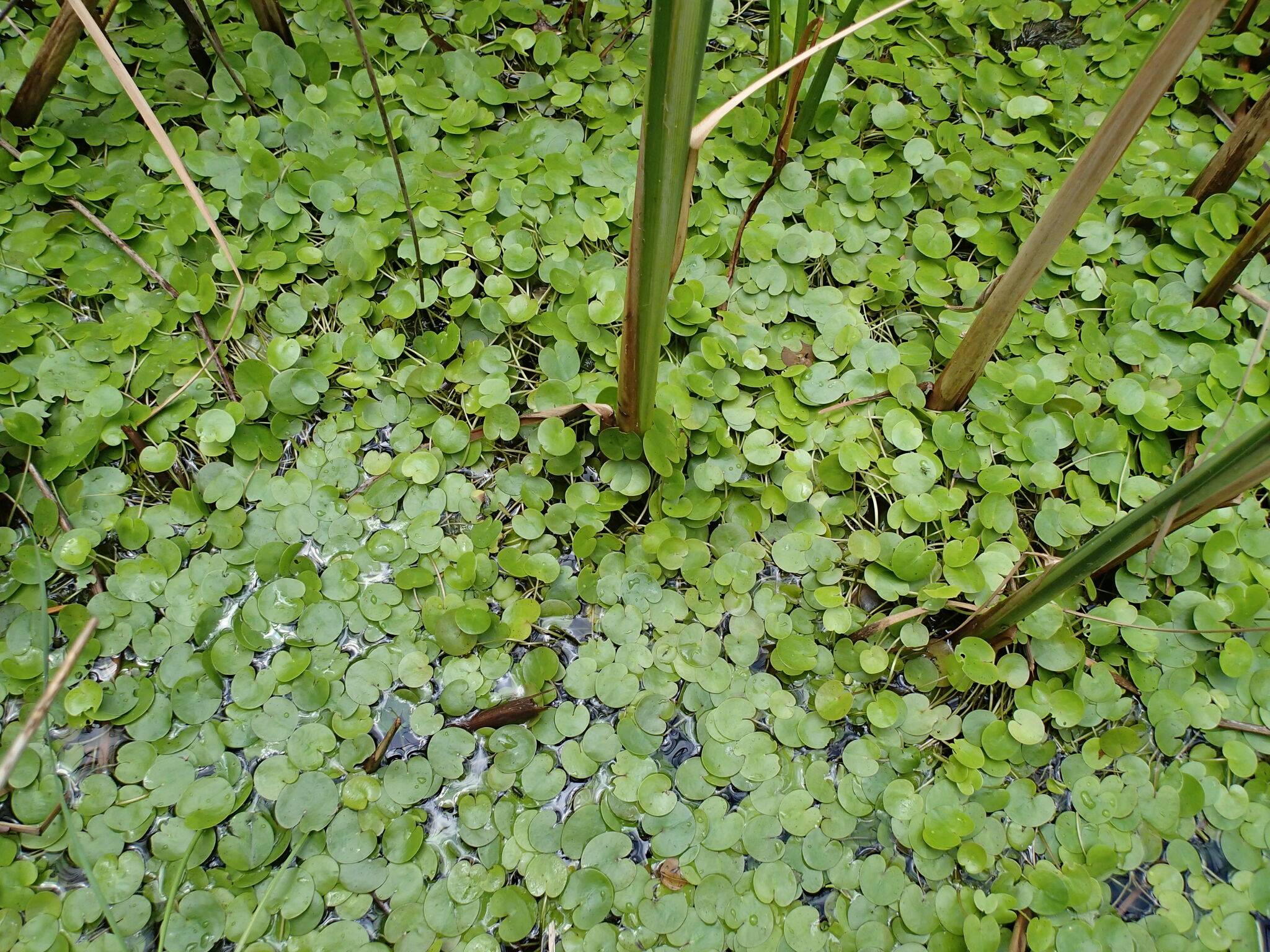 Frogbit problem only grows, literally