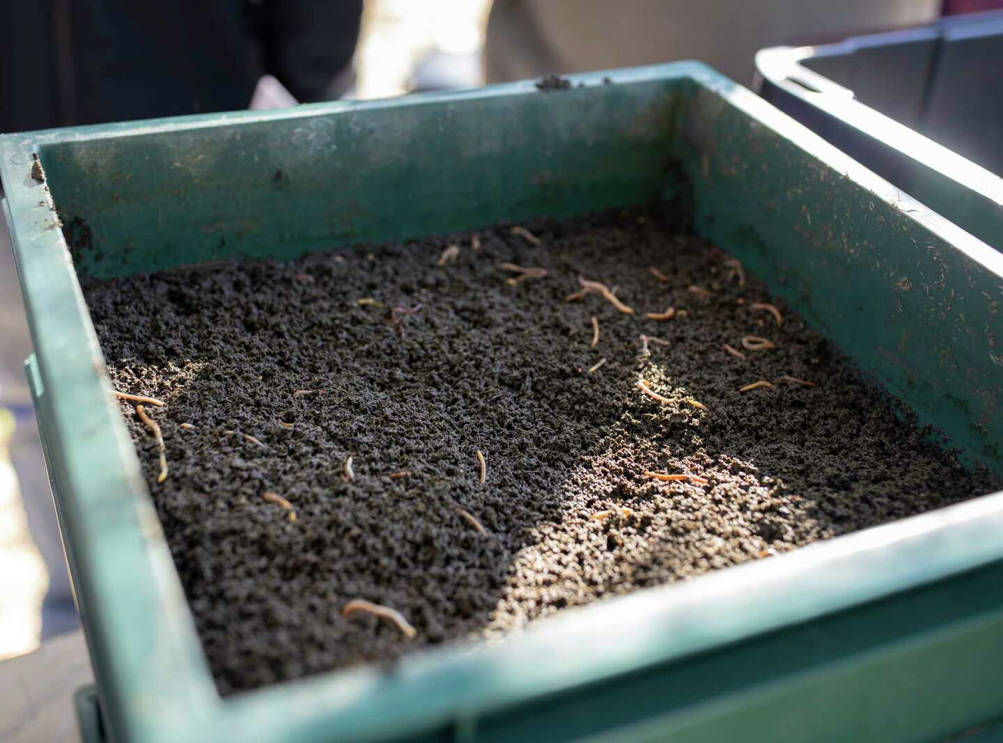 How to tell the difference between earthworms and invasive jumping worms