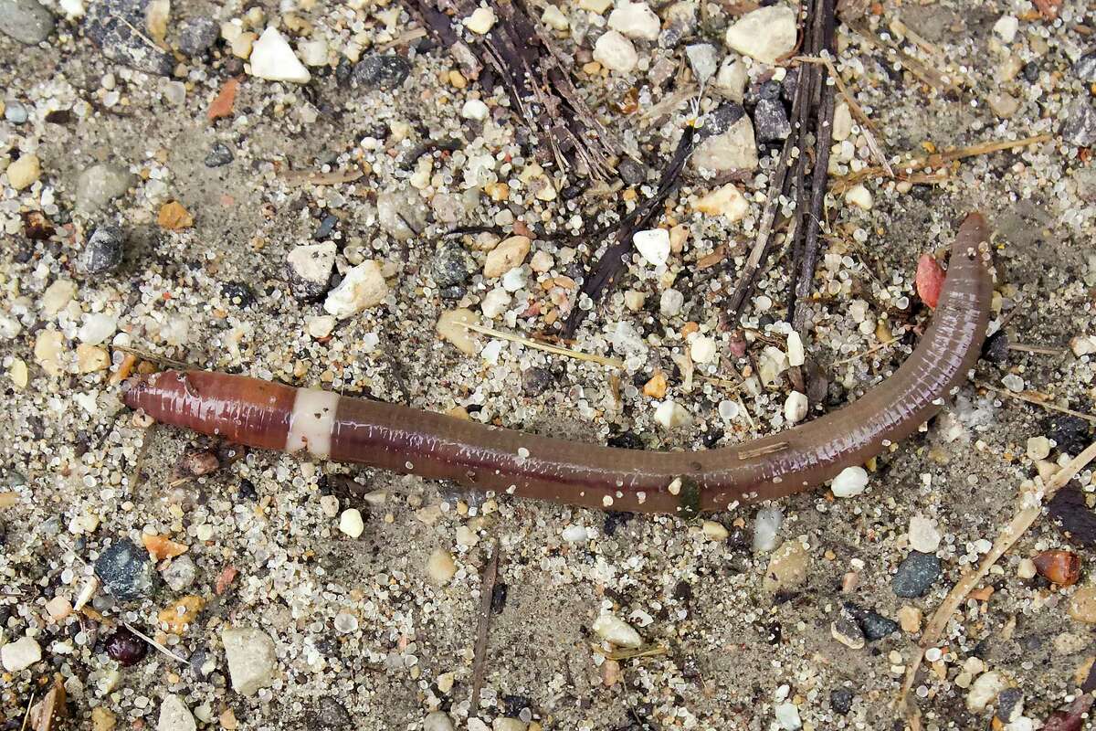 How to tell the difference between earthworms and invasive jumping worms