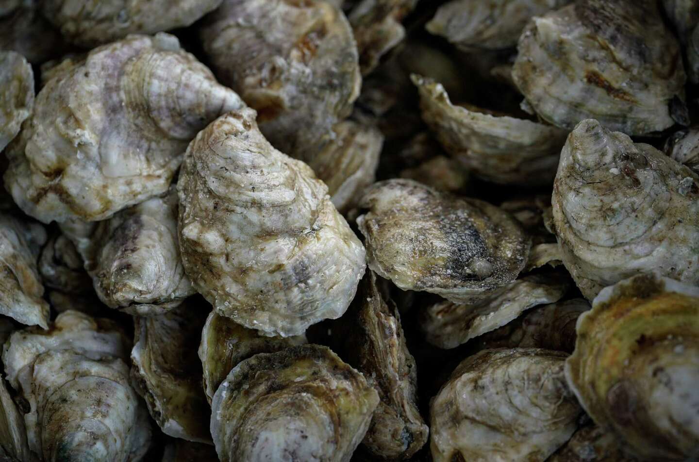 Galveston Bay oysters in Houston? Father-daughter duo tackles it