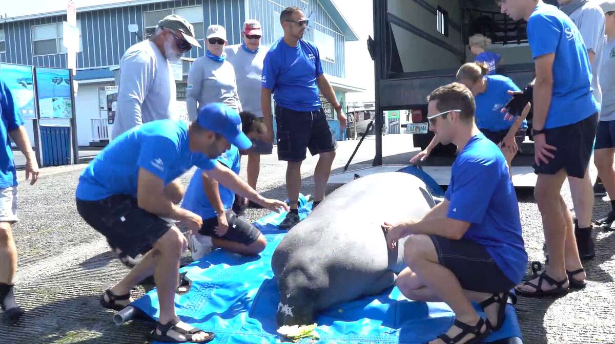 Rescued manatee flown from Texas to Florida on cargo plane