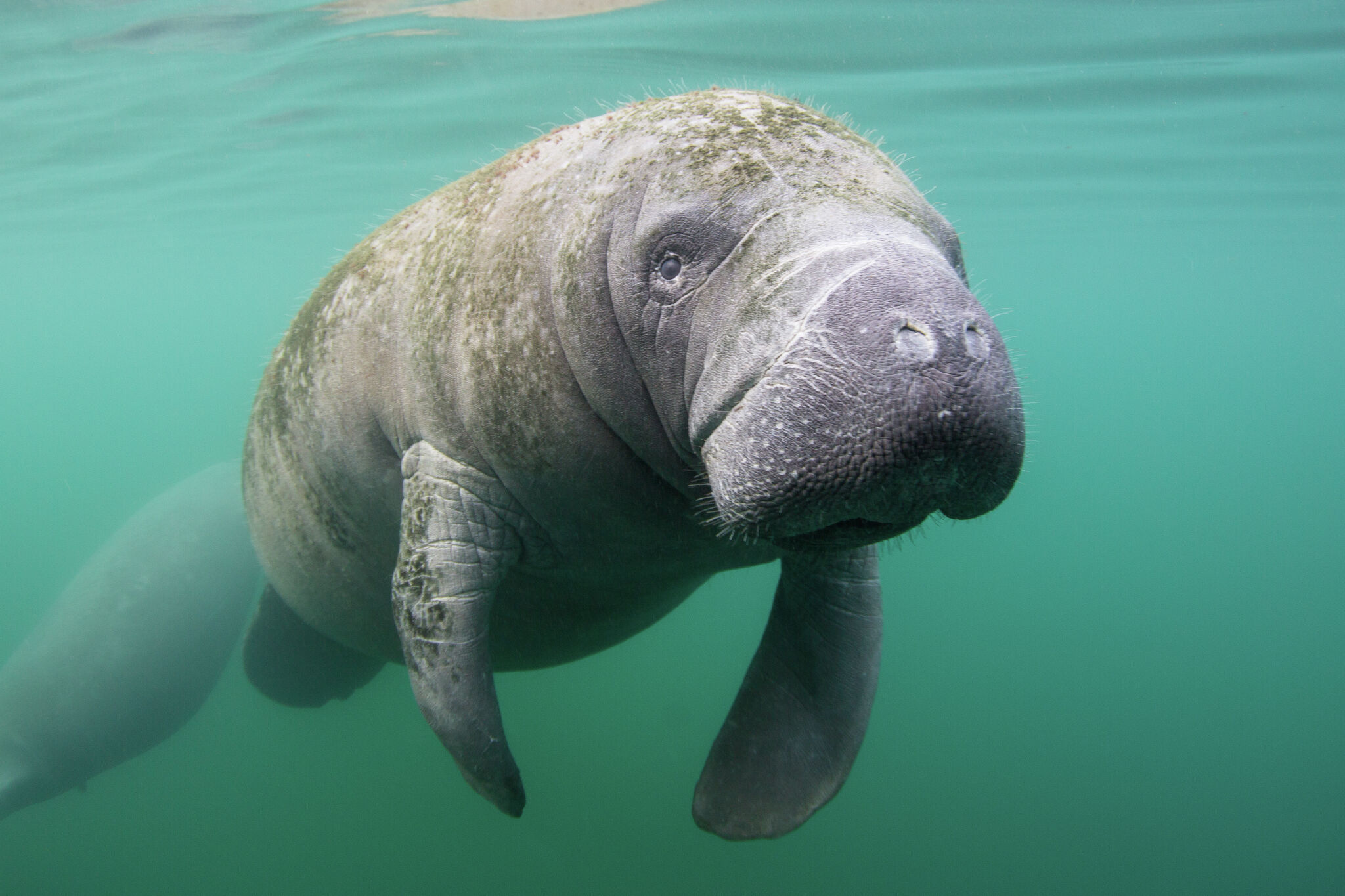 Rescued manatee flown from Texas to Florida on cargo plane