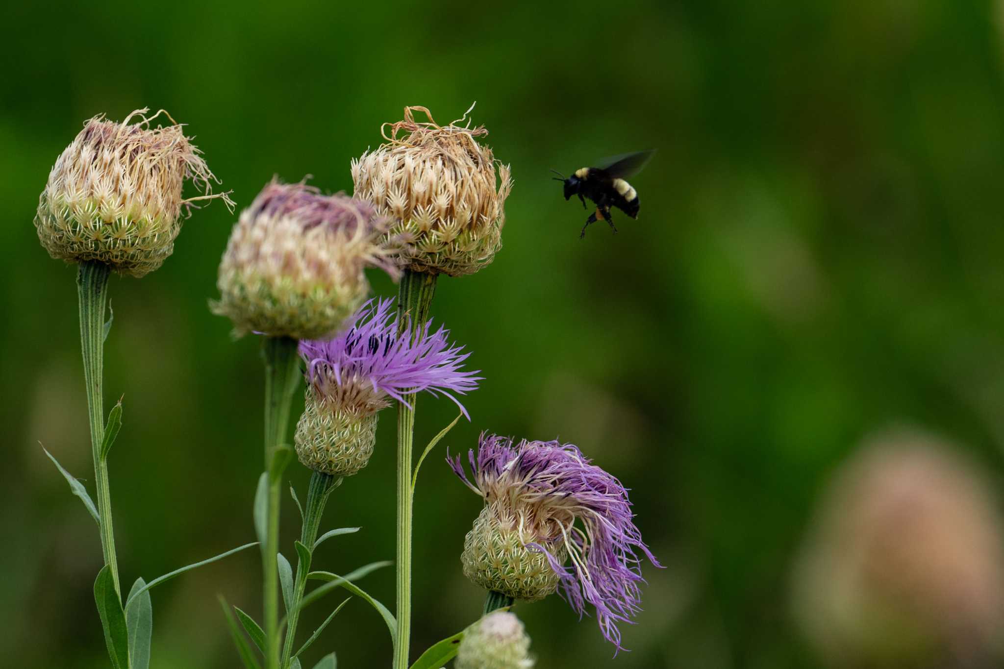 Sugar Land airport installs pollinator apiary, an 'ideal' bee habitat