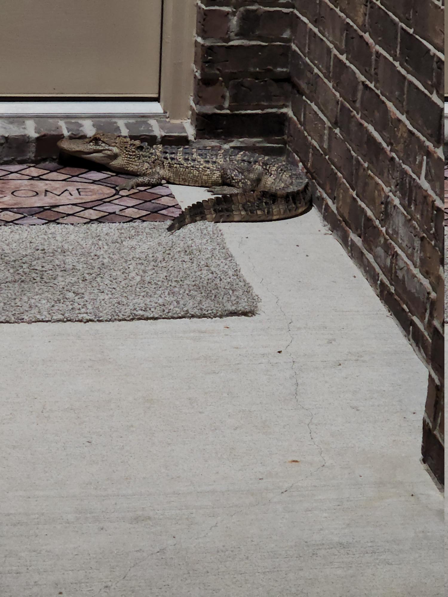 Houston homeowner finds a 3-foot alligator on Atascocita property