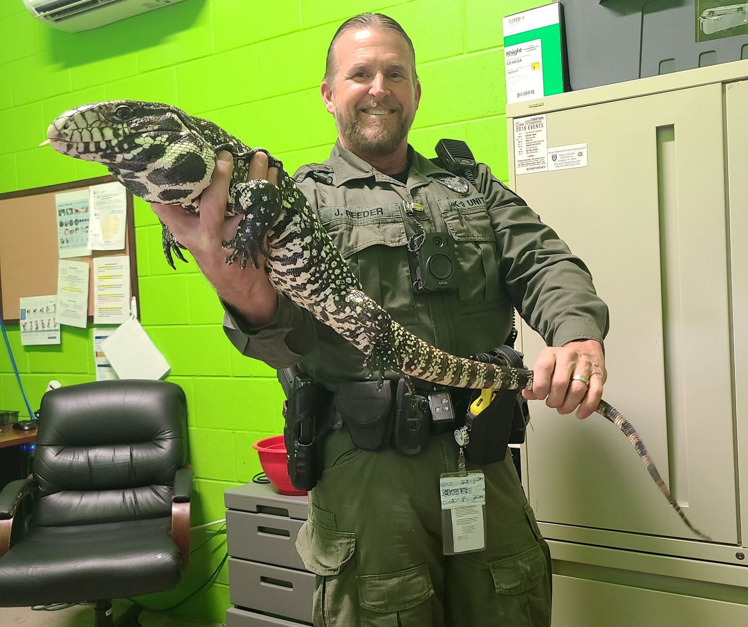 Meet the giant tegu lizard found wandering around Texas