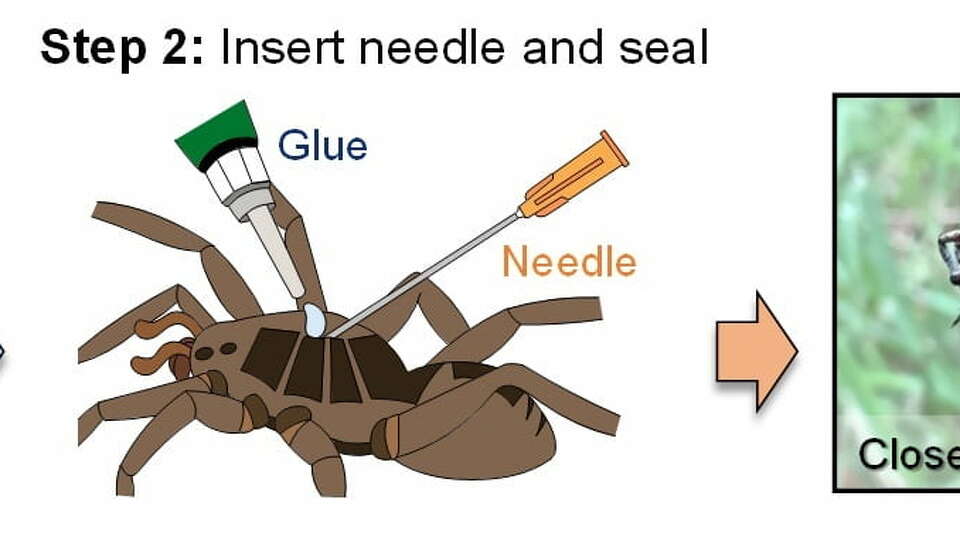 Rice University researchers give new life to dead spiders