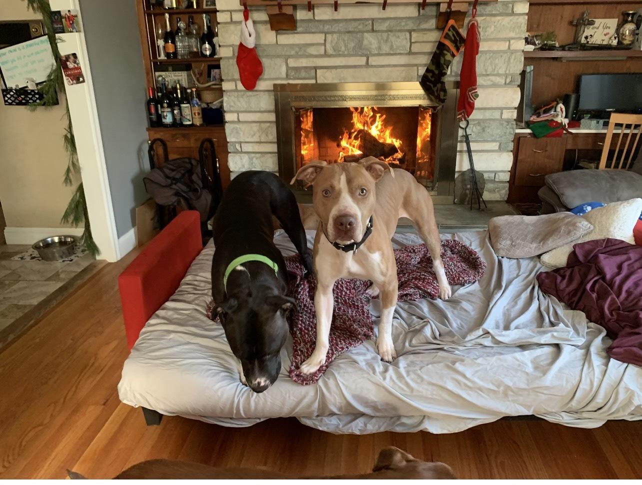 Shelton man offers $5,000 reward for missing pit bull