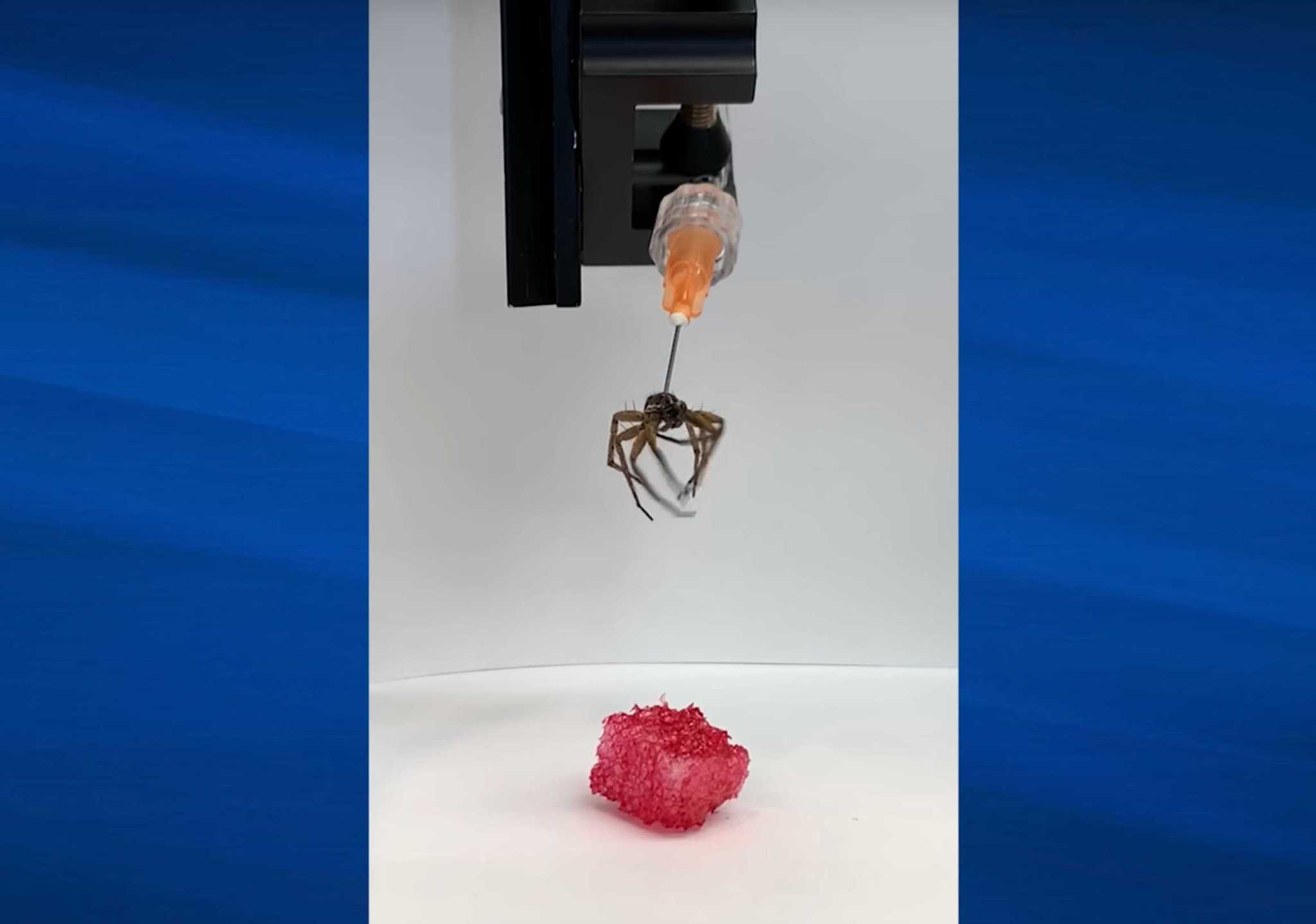 'Necrobotics': University engineers repurpose dead spiders as ...