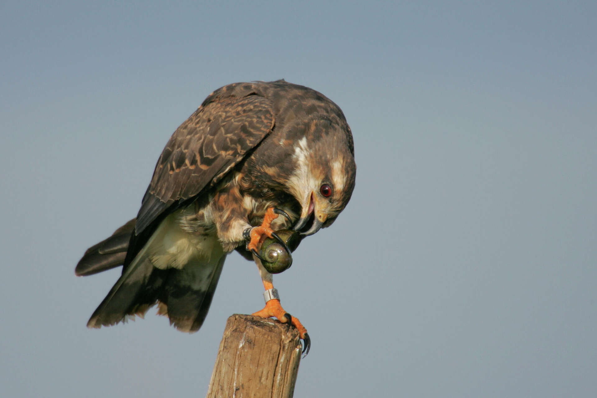 'Rare sighting': Endangered snail-eating raptor spotted in Texas