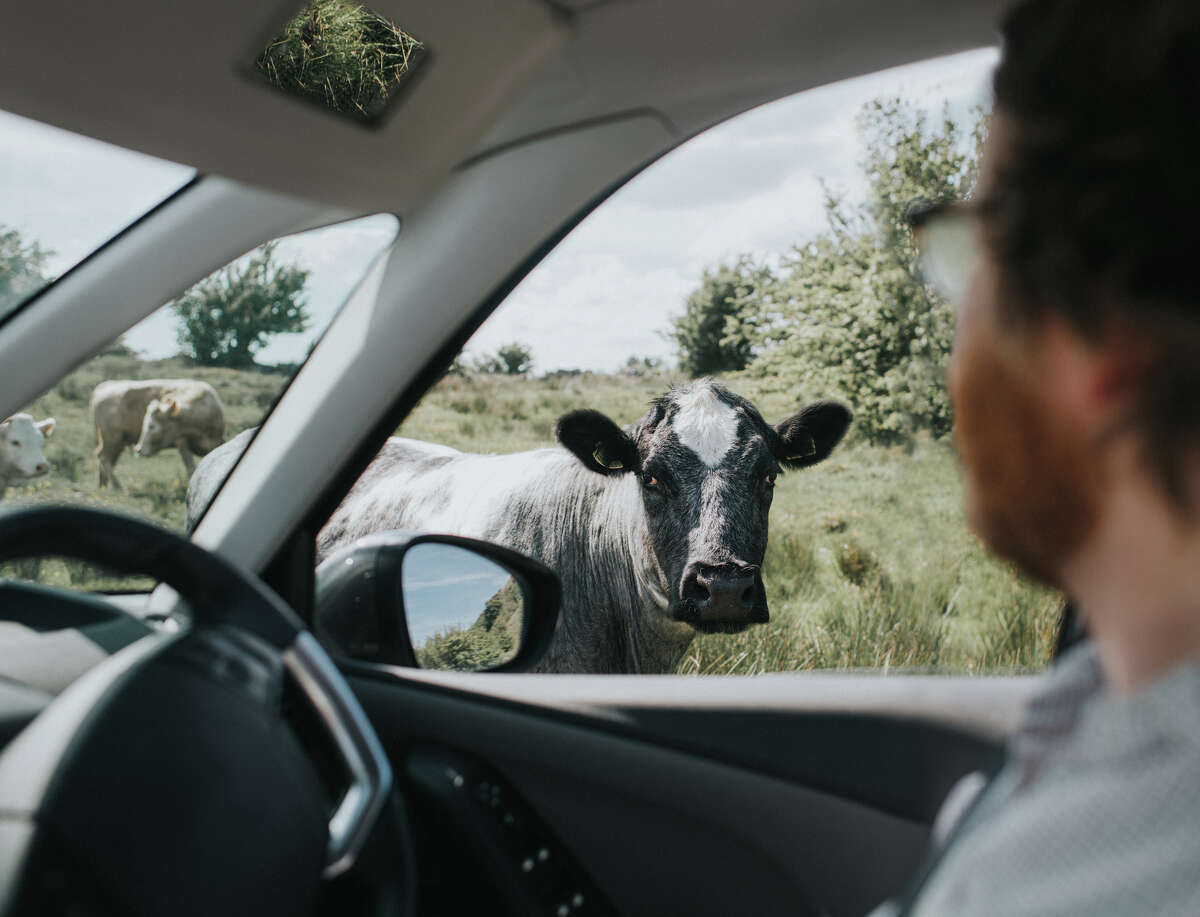 Viral TikTok video shows calf in passenger seat on Texas highway