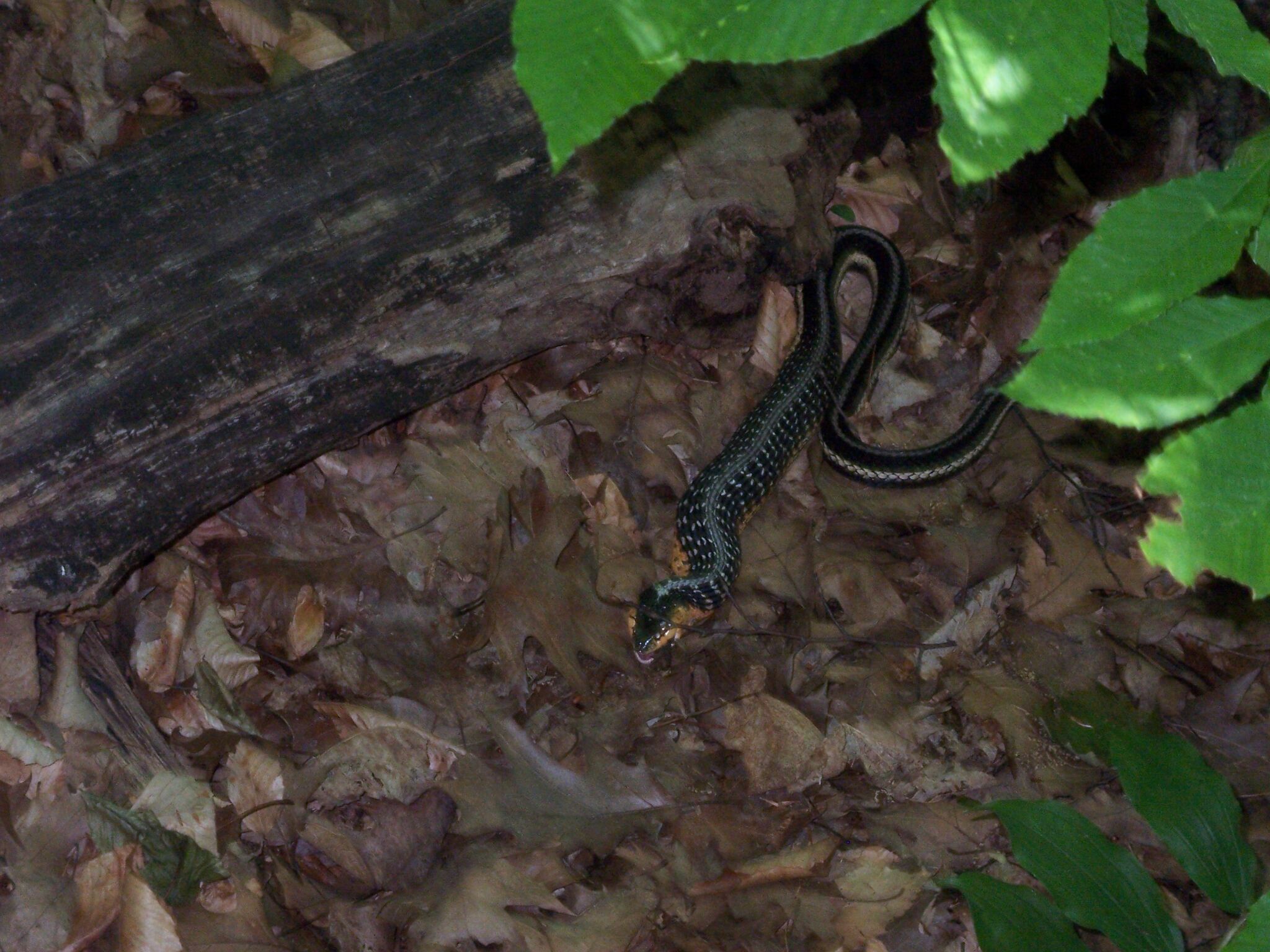 Tom Lounsbury: Stinging insects, snakes and other sudden surprises