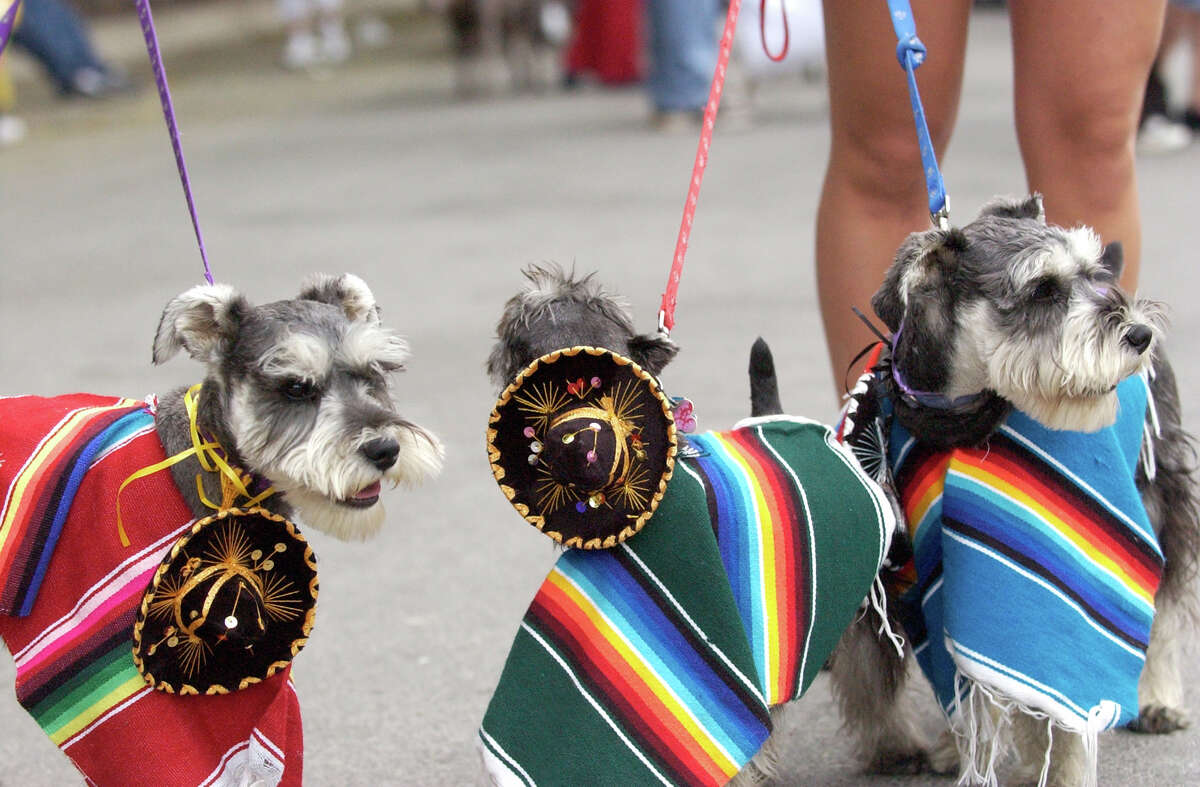 Battle of Flowers Band Festival: What to know before you go