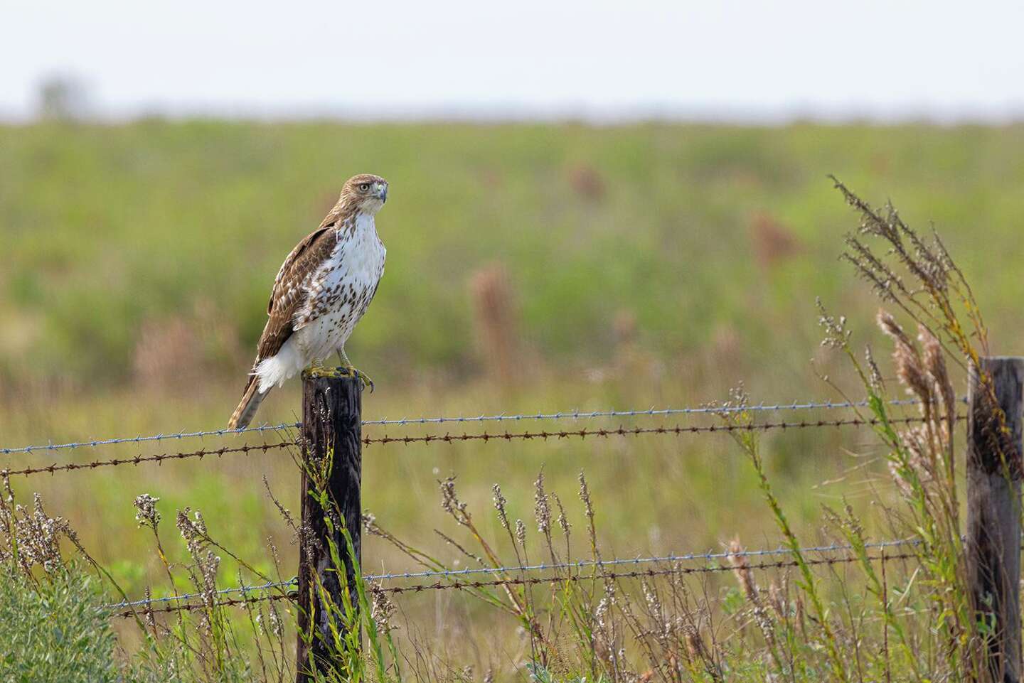 Look to the sky to see a kettle of hawks with Gulf Coast Bird ...