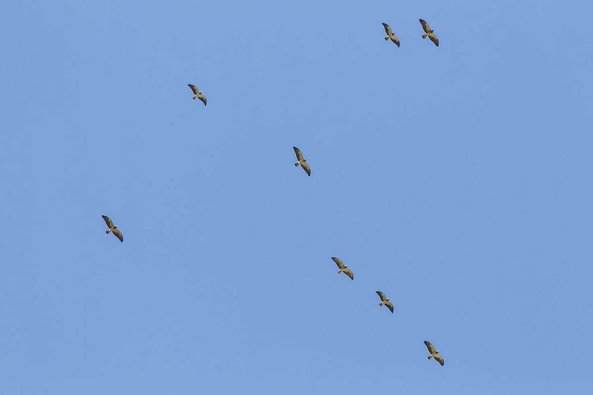 Look to the sky to see a kettle of hawks with Gulf Coast Bird ...