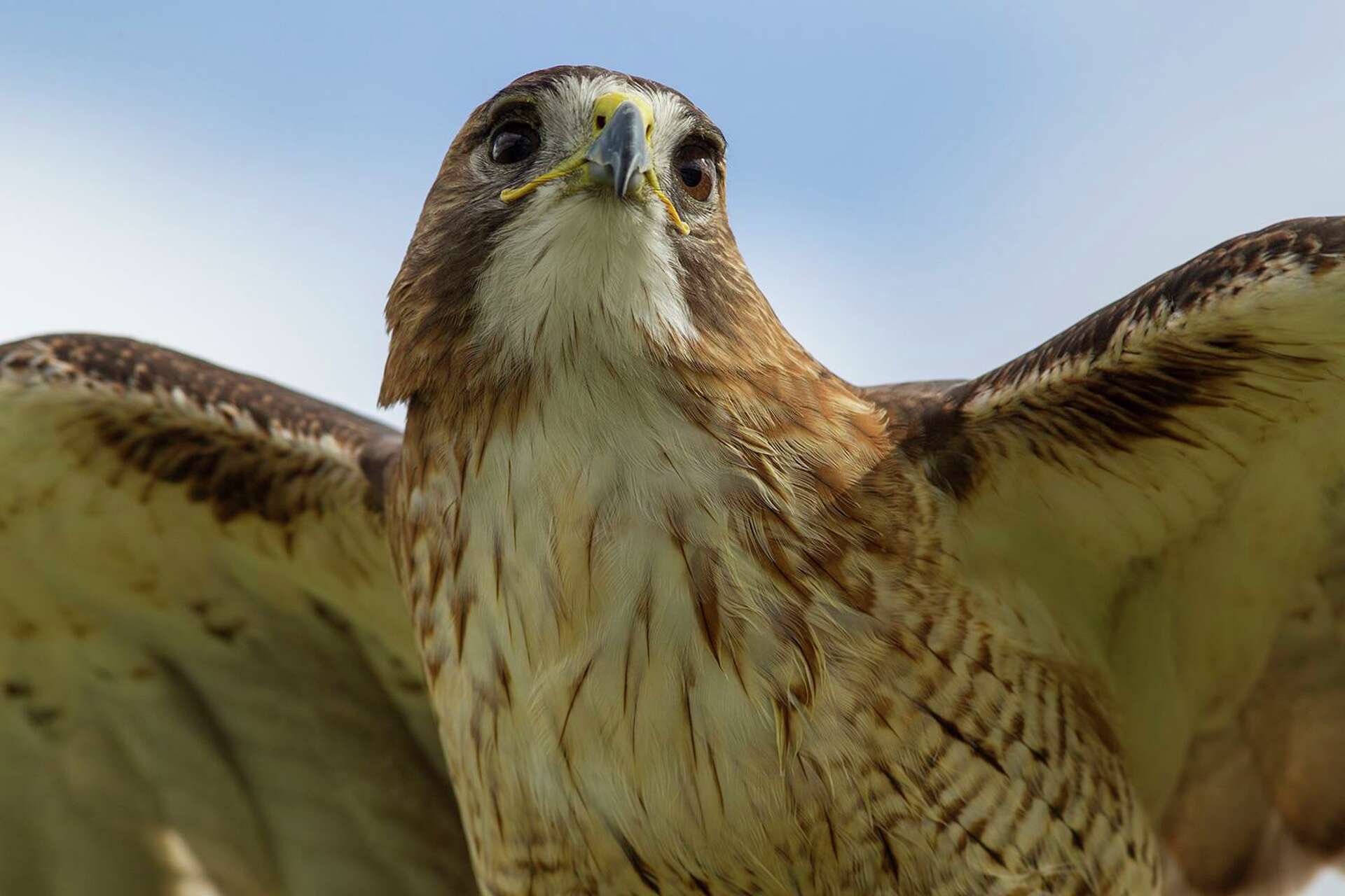 Look to the sky to see a kettle of hawks with Gulf Coast Bird ...