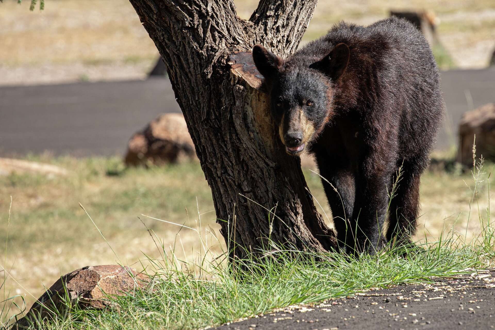 Black bears are returning Texas Hill Country, report says