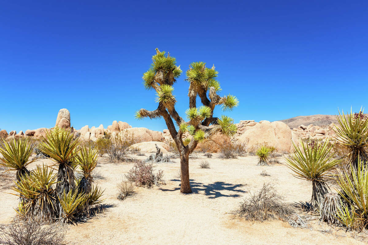 'Difficult decades ahead': Calif. lawmakers preserve iconic tree