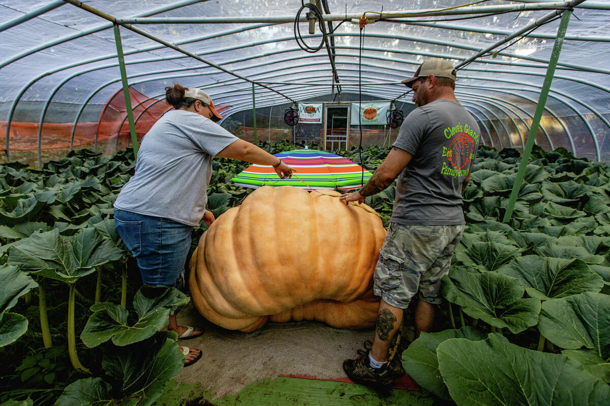 Giant pumpkin in Cali breaks records; here are the biggest in CT